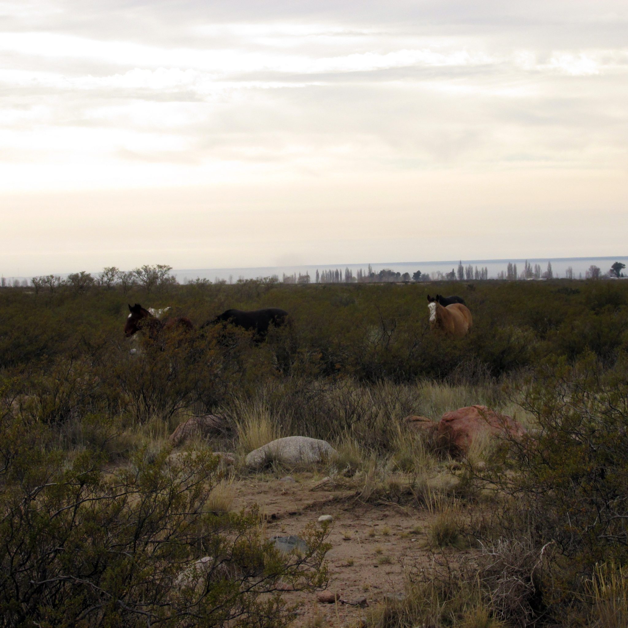 Our Vineyard in Altamira – Part 1 – Altos Las Hormigas